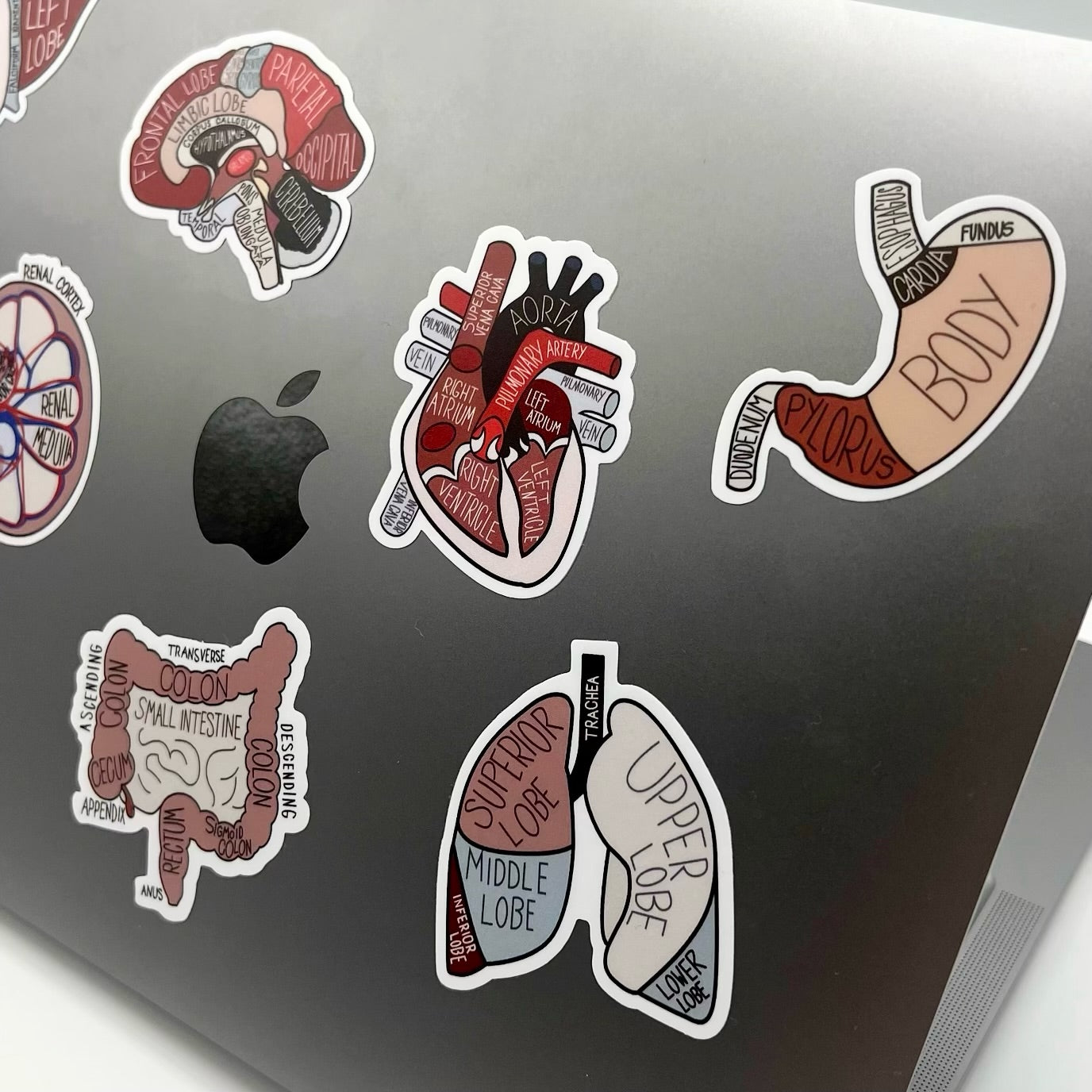 Accessories – RNExplained