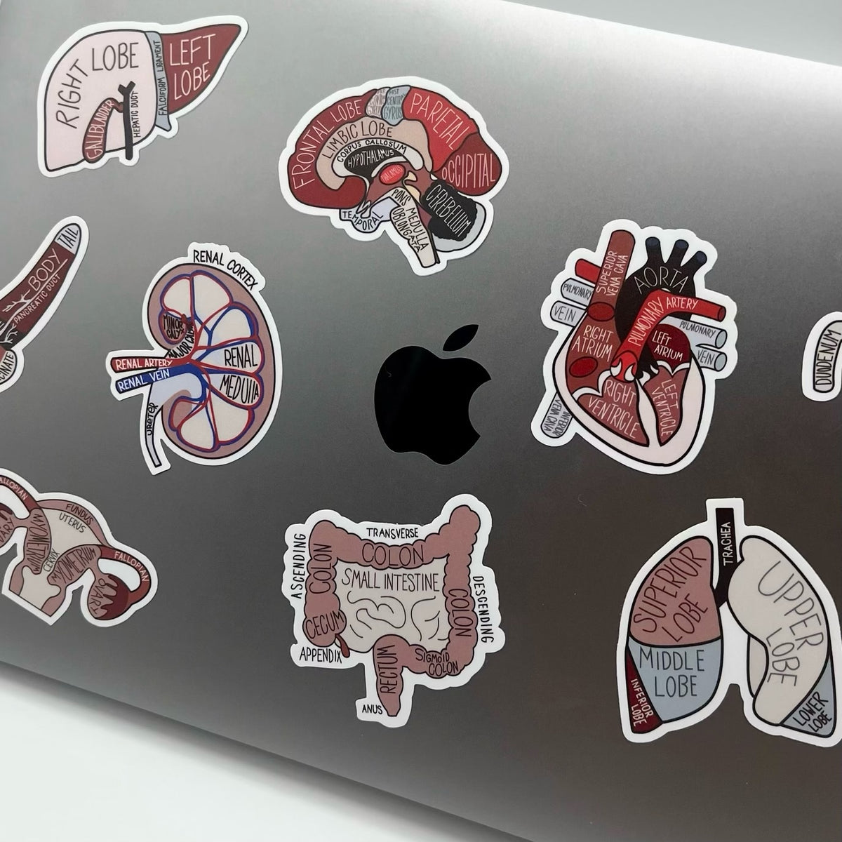 Anatomical Organ Sticker Pack – RNExplained
